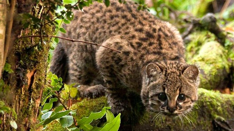 Huiña (Leopardus guigna) | Más Neuquén