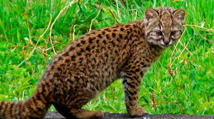 Huiña (Leopardus guigna) | Más Neuquén
