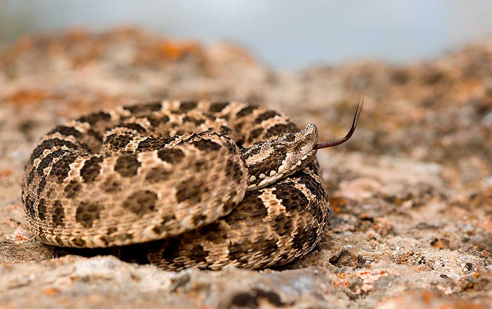 Yarará ñata (Bothrops ommodytoides) → Más Neuquén