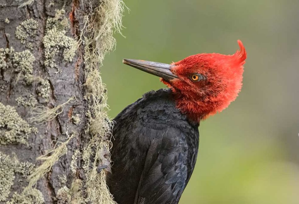 Carpintero Gigante (Campephilus magellanicus) → Más Neuquén