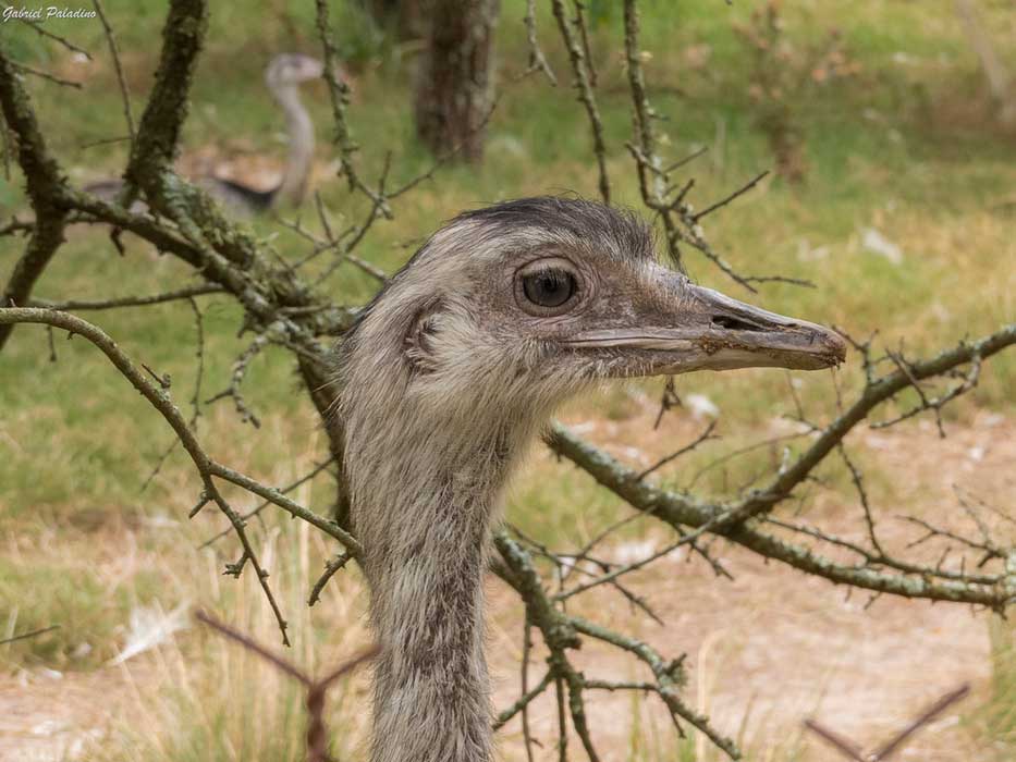 Ñandú (Rhea americana) | Más Neuquén