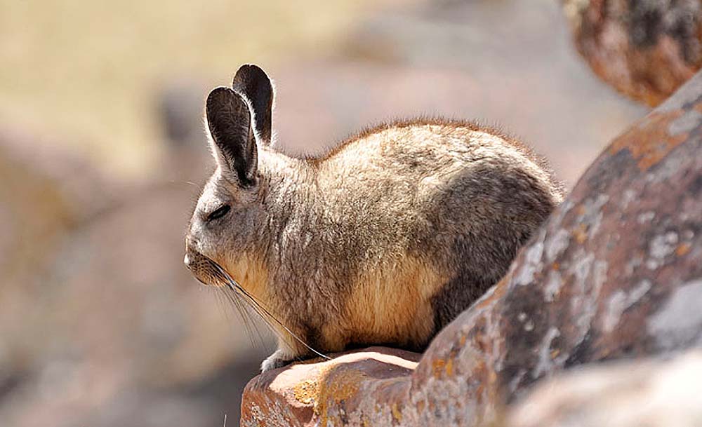 Zorro colorado (Lycalopex culpaeus) → Más Neuquén