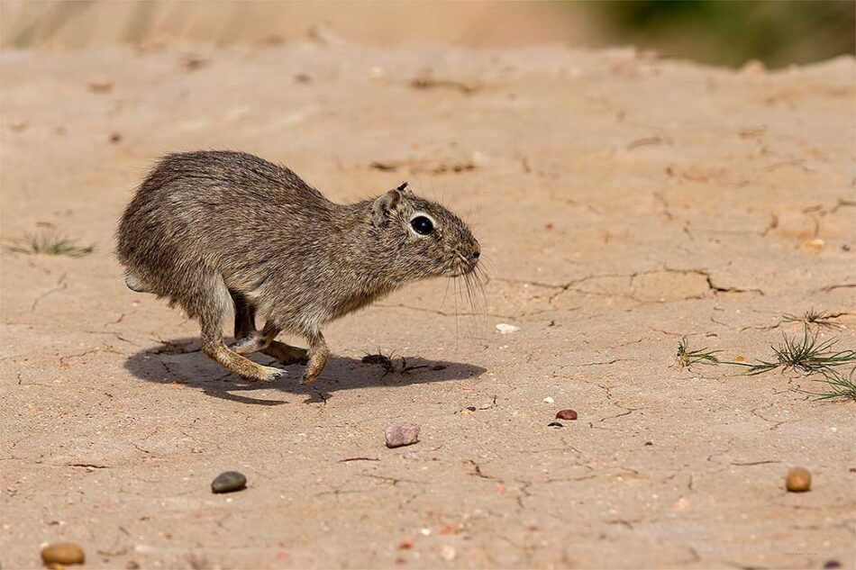 Huroncito patagónico (Lyncodon patagonicus) → Más Neuquén