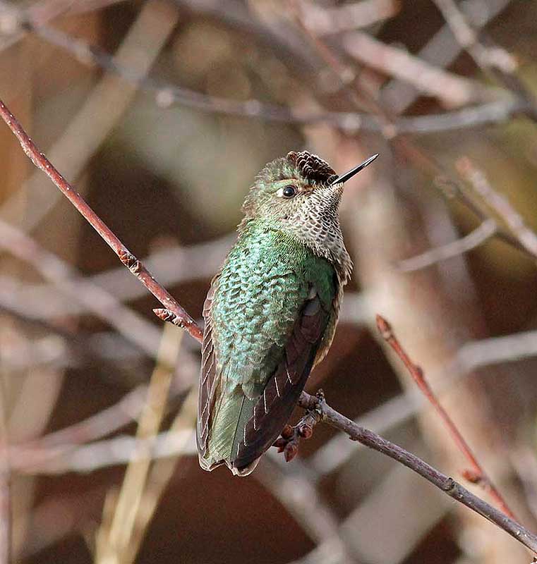 Picaflor rubí (Sephanoides sephaniodes) | Más Neuquén