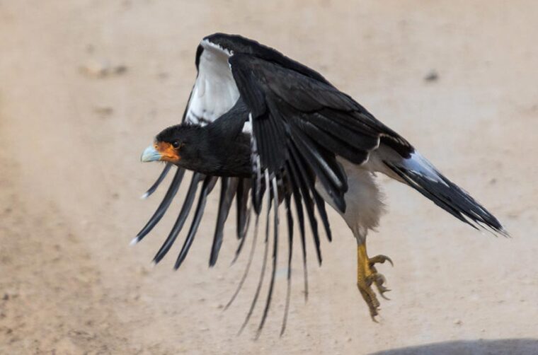 Matamico andino (Phalcoboenus megalopterus) → Más Neuquén