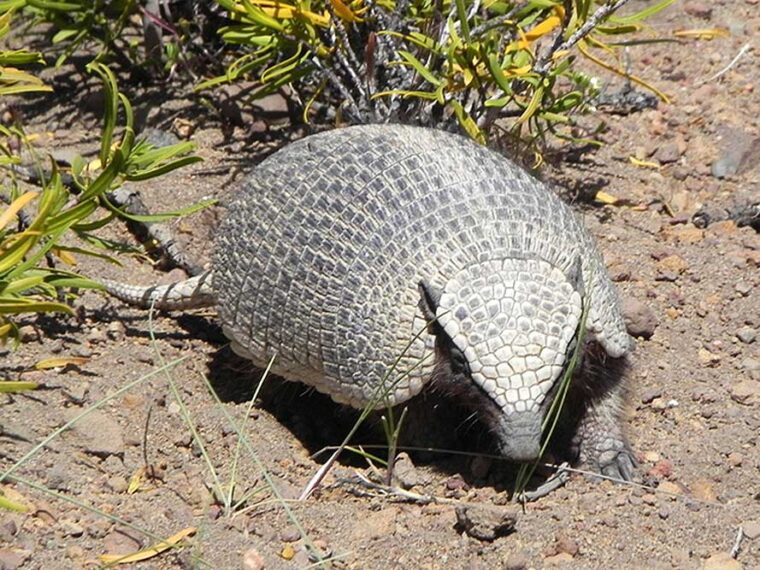 Piche patagónico (Zaedyus pichiy) → Más Neuquén