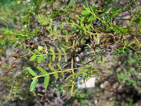 Jarilla del río o jarilla crespa (Larrea nítida) | Más Neuquén