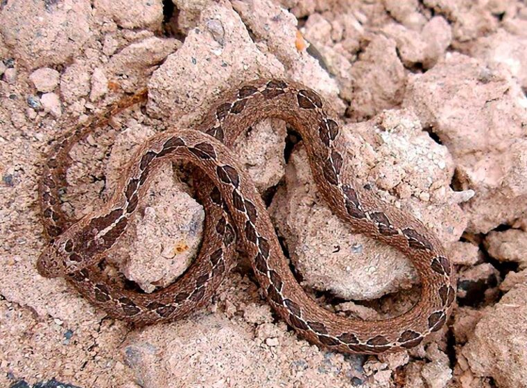 Falsa yarará (Pseudotomodon trigonatus) → Más Neuquén