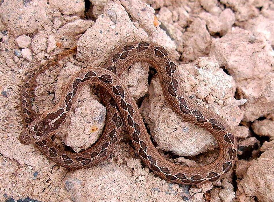Falsa yarará (Pseudotomodon trigonatus) → Más Neuquén