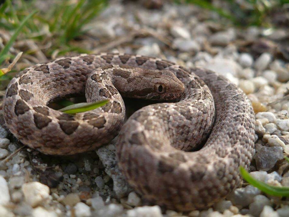 Yarará ñata (Bothrops ommodytoides) | Más Neuquén