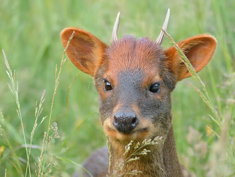 Pudú (Pudu puda) → Más Neuquén