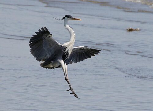 Garza Mora (Ardea cocoi) → Más Neuquén