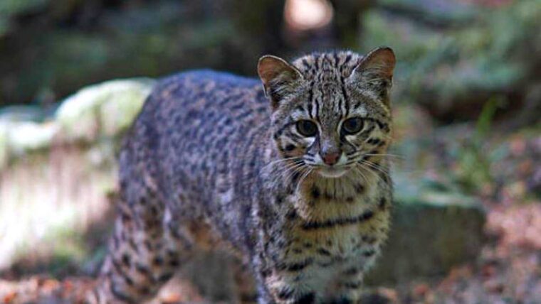 Gato montés (Leopardus geoffroyi) → Más Neuquén