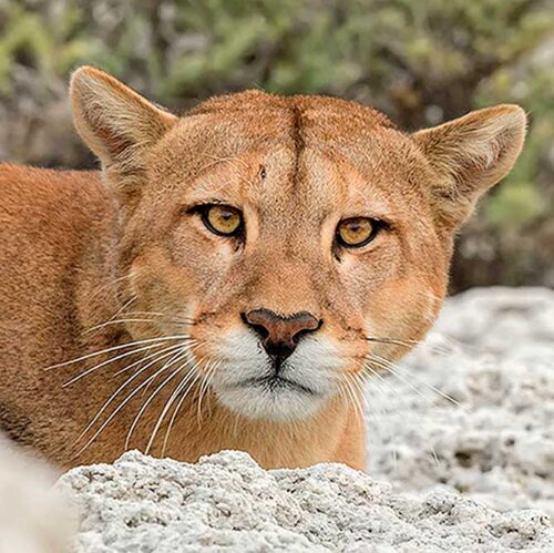 Puma (Puma concolor) → Más Neuquén