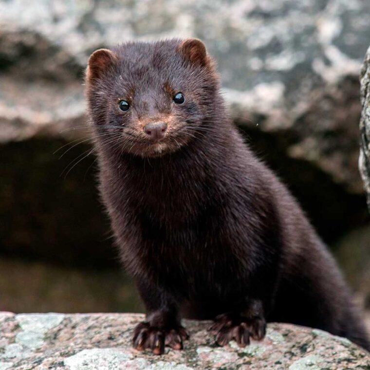 Mamíferos exóticos del Neuquén, en 12 imágenes (primera parte) → Más ...