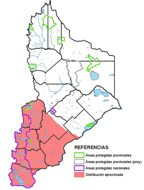 Huroncito patagónico (Lyncodon patagonicus) → Más Neuquén