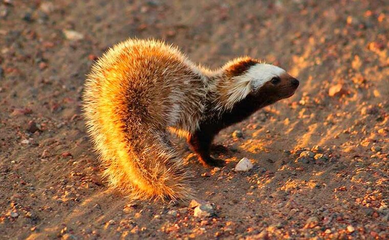 Huroncito patagónico (Lyncodon patagonicus) → Más Neuquén