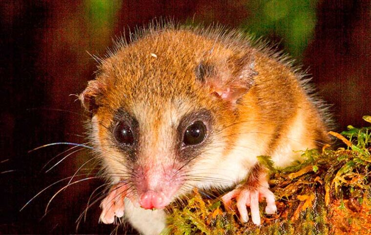 Monito del monte (Dromiciops gliroides) → Más Neuquén