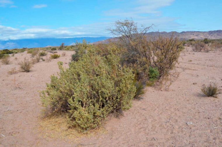 Zampa (Atriplex lampa) → Más Neuquén