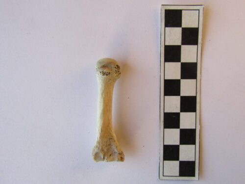 Hallazgo de arte rupestre en cuevas de Pilo Lil, en 15 imágenes ...